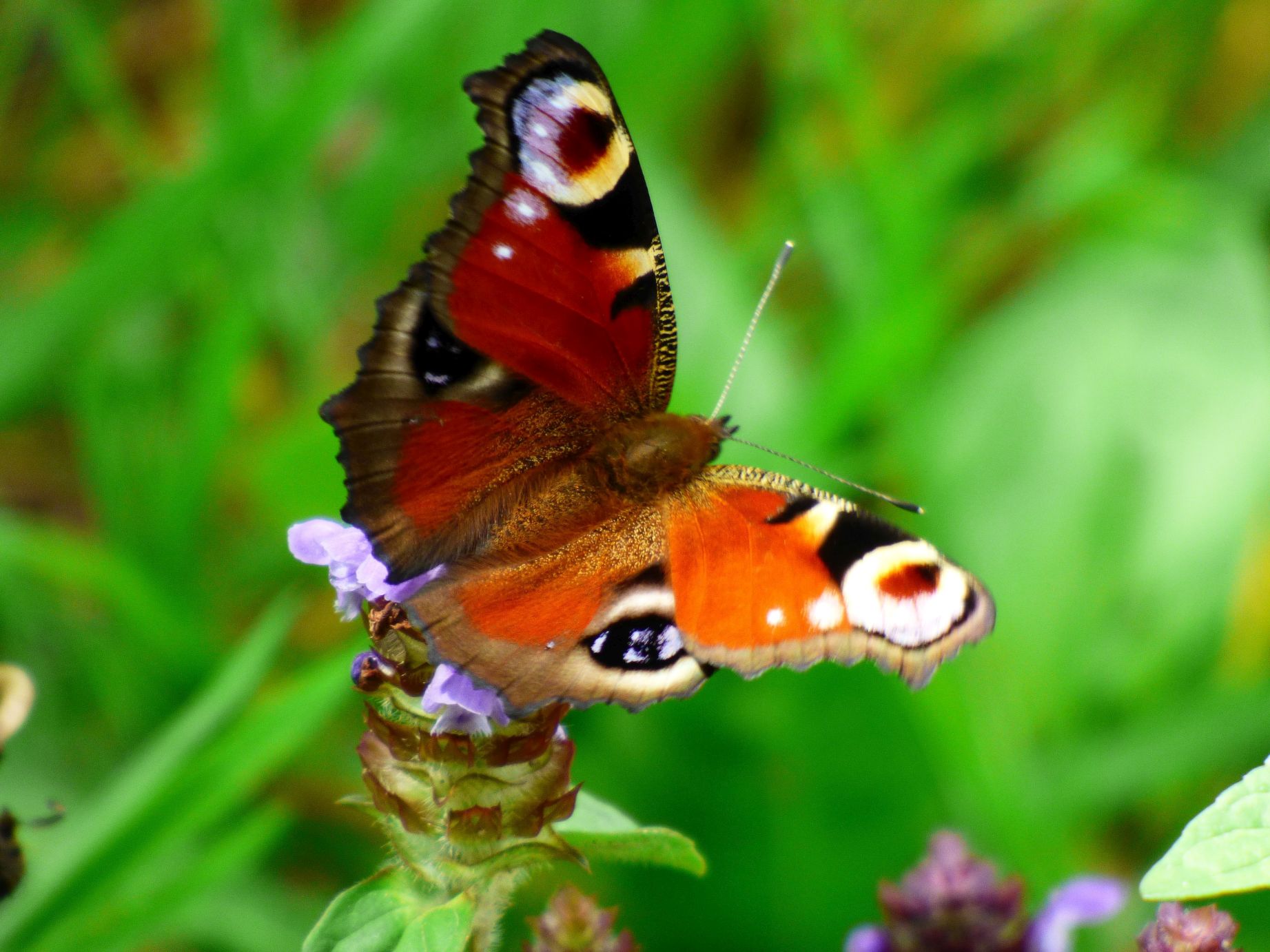 Fluturii (Lepidoptera) - "Cunoaște natura din jurul tău"