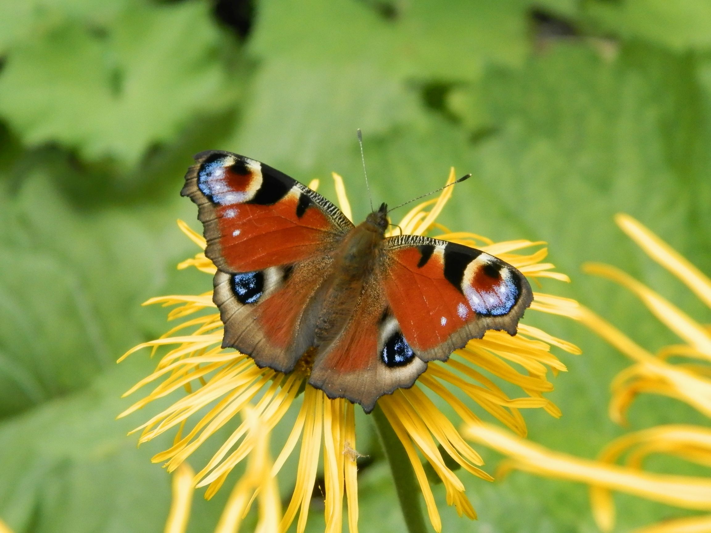 Fluturii (Lepidoptera) - "Cunoaște natura din jurul tău"