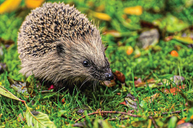 Arhive Mamifere - "Cunoaște natura din jurul tău"