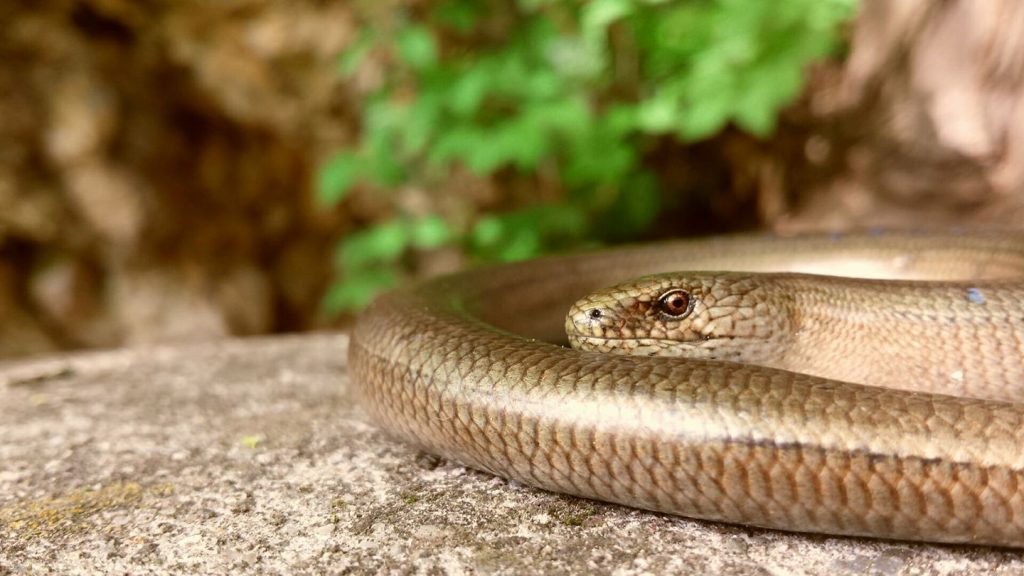 Năpârca (Anguis colchica) - "Cunoaște natura din jurul tău"