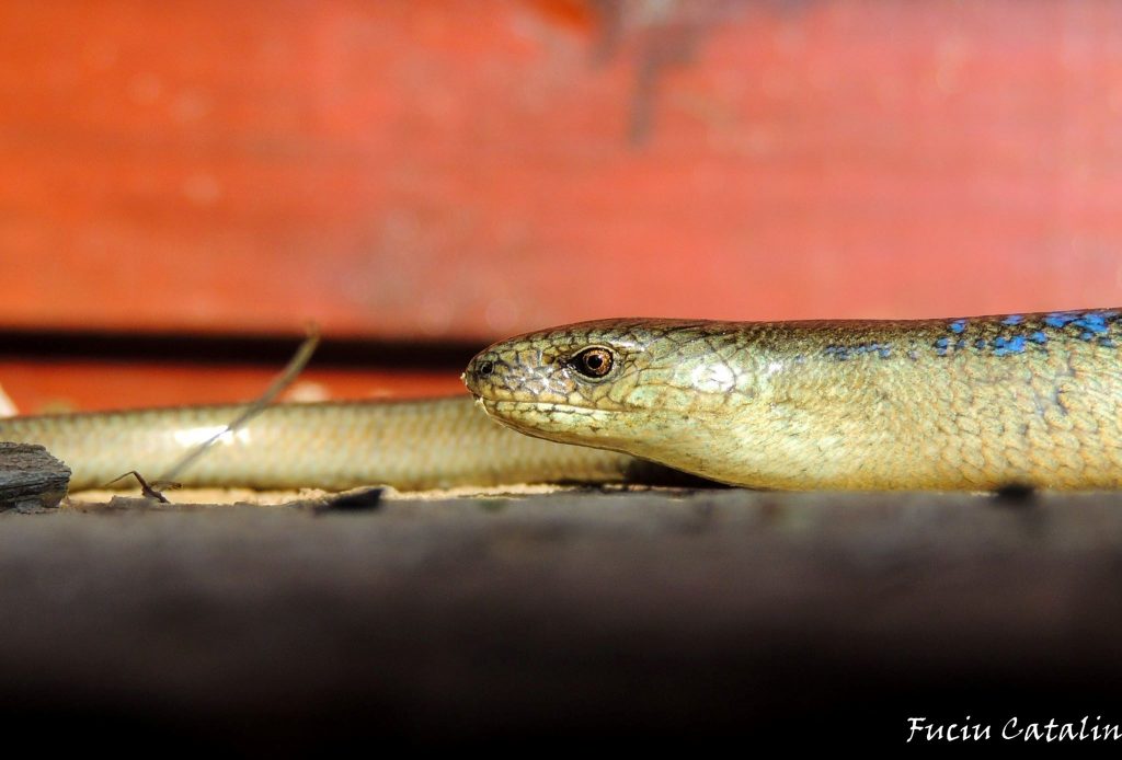 Năpârca (Anguis colchica) - "Cunoaște natura din jurul tău"