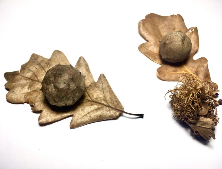 Gale. Despre plante și insecte - "Cunoaște natura din jurul tău"