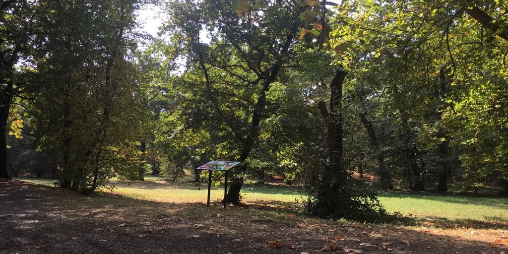 Originea arborilor din Parcul Sub Arini - "Cunoaște natura din jurul tău"