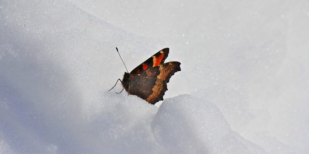 Unde dispar insectele iarna? - "Cunoaște natura din jurul tău"