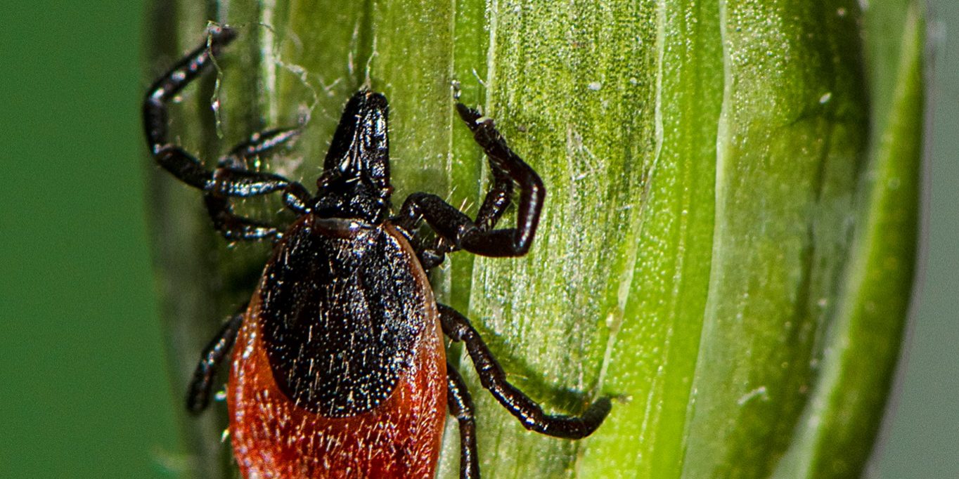 Căpușe - Importanta speciilor "Cunoaște natura din jurul tău"