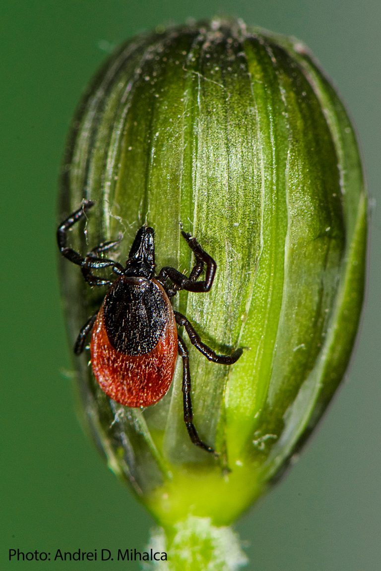 Căpușe - Importanta speciilor "Cunoaște natura din jurul tău"