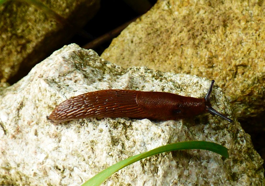 Limaxul spaniol (Arion vulgaris) - "Cunoaște natura din jurul tău"