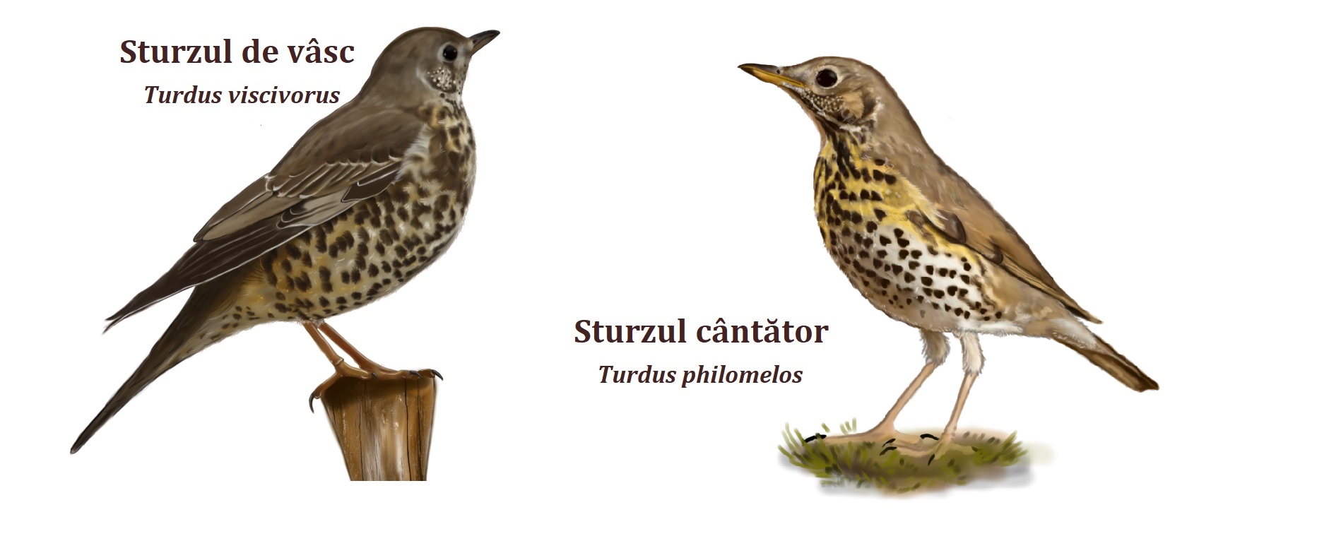 Sturzul de vâsc și sturzul cântător - "Cunoaște natura din jurul tău"