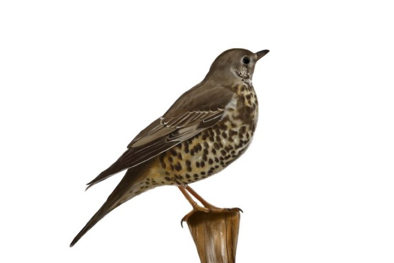 Sturzul de vâsc și sturzul cântător - "Cunoaște natura din jurul tău"