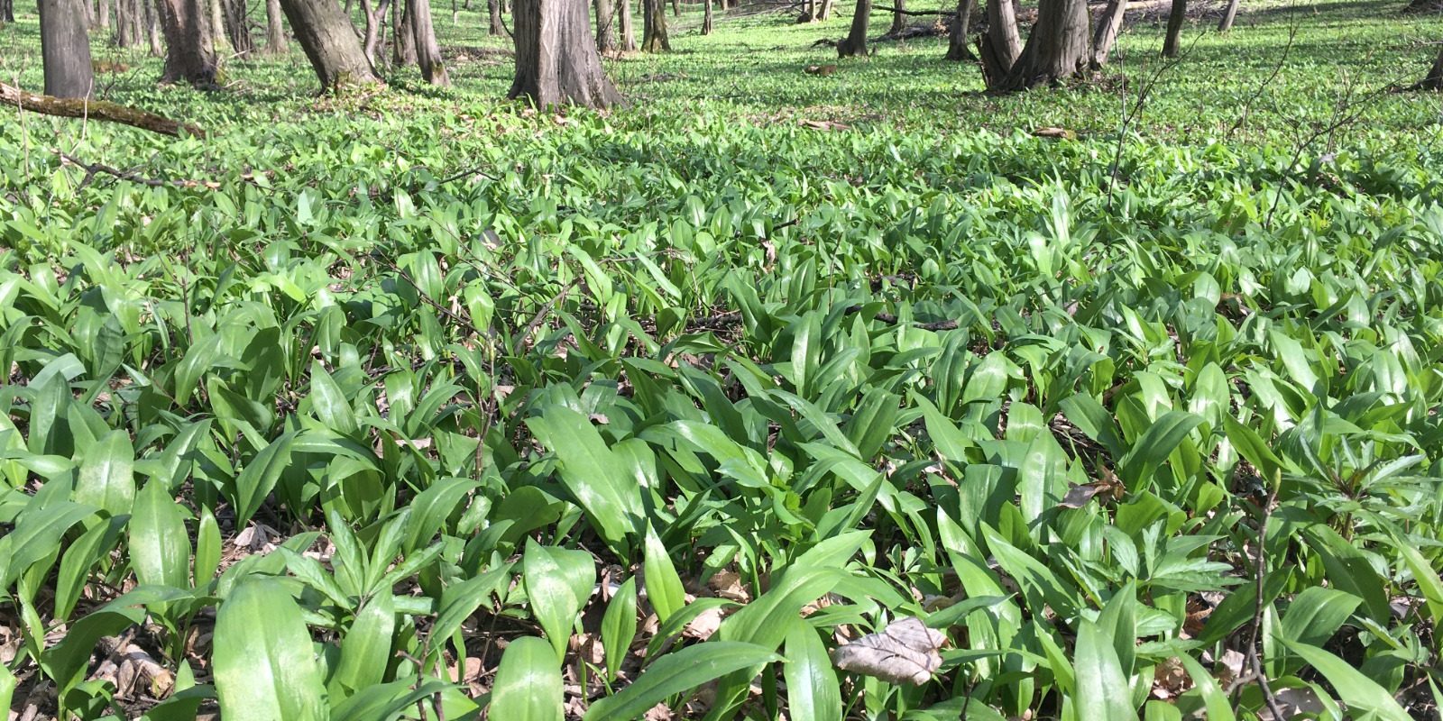 Leurda (Allium ursinum) - "Cunoaște natura din jurul tău"