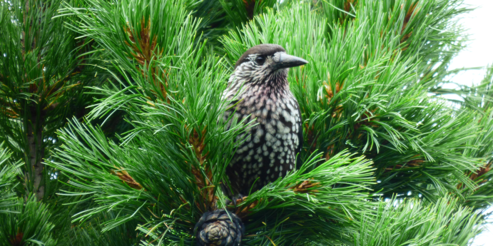 Zâmbrul (Pinus cembra) - "Cunoaște natura din jurul tău"